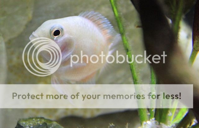 FS/FT: Dwarf White Parrot Cichlids (proven mated pair) SOLD | British ...